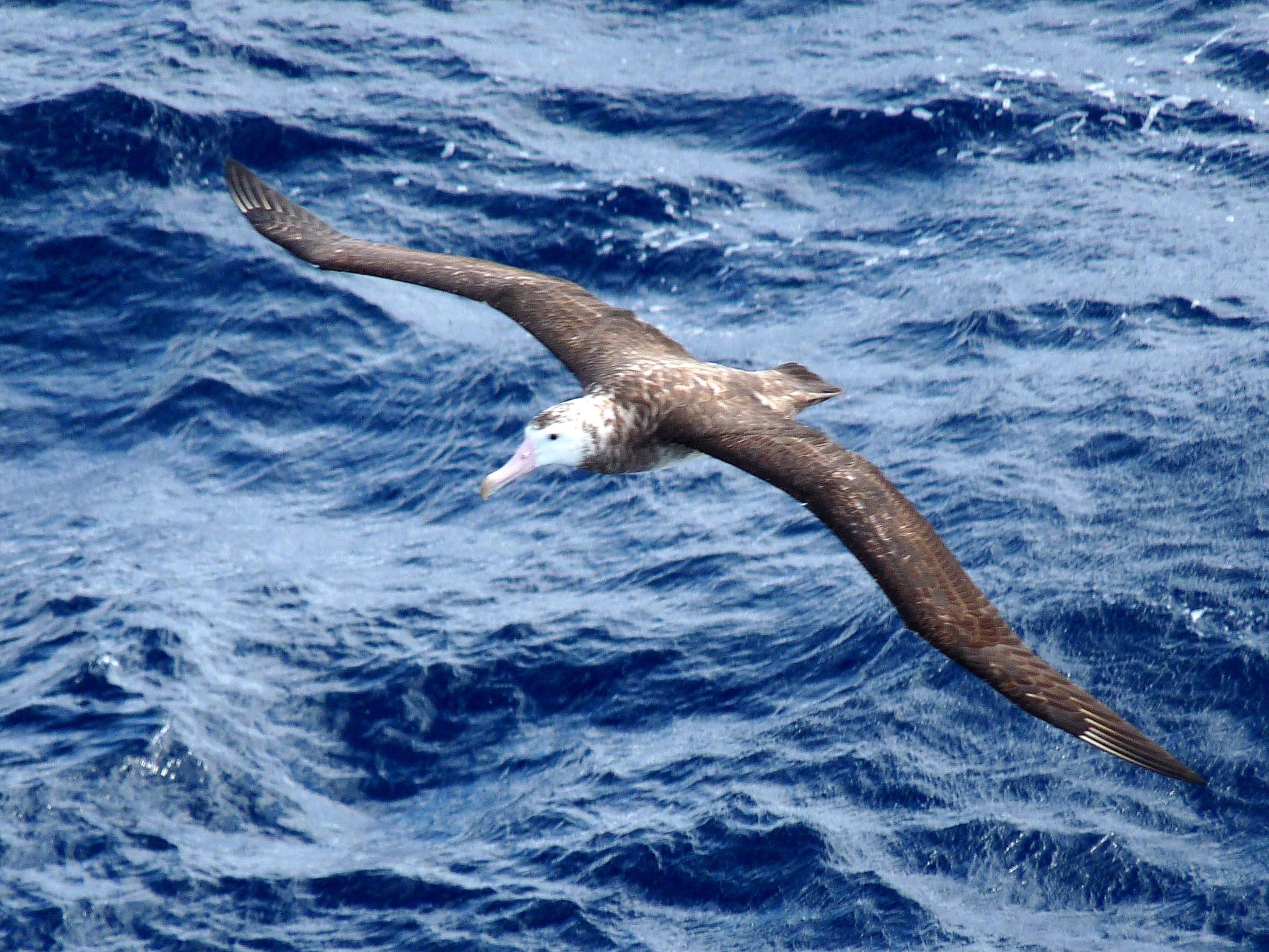 Trump is the albatross around the neck of the Republican Party